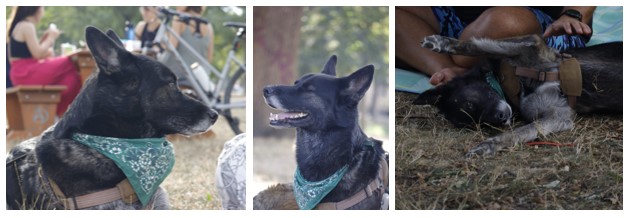 Schulhund Kuro | BRG 1